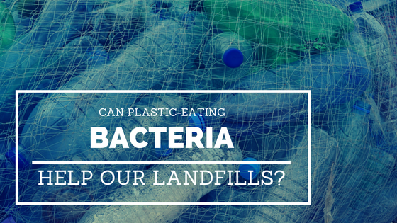 Can Plastic-Loving Bacteria Reduce Plastic Waste in Landfills ...